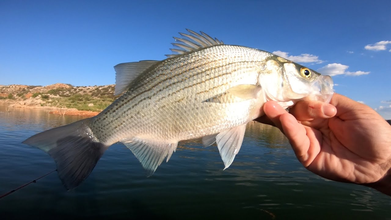 White Bass Catch N Cook!! (TACO) - YouTube