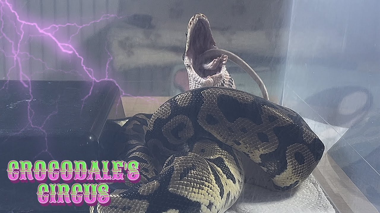 SUSHI | Pastel Enchi Het Clown Royal / Ball Python | #feeding 🍱🎬 (01.11.24) - YouTube
