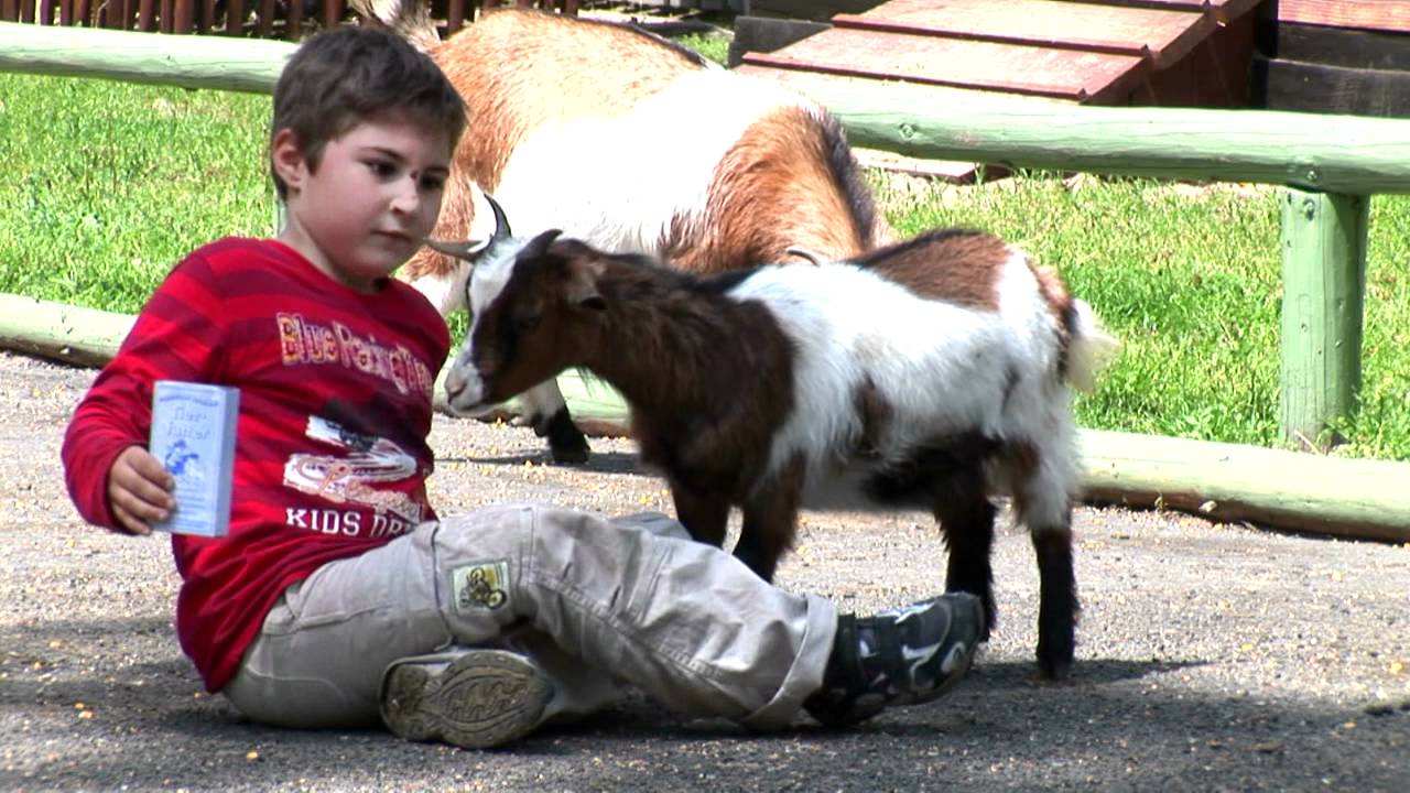 Freizeitland Geiselwind - Tiere HD 2011 - YouTube