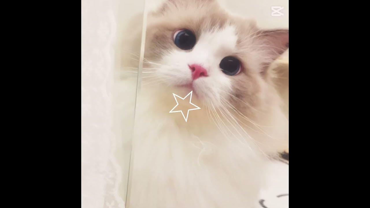 Cute ragdoll cats - YouTube