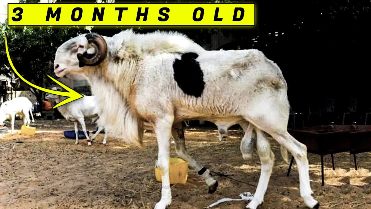 Fastest, Biggest sheep breed in Africa - YouTube