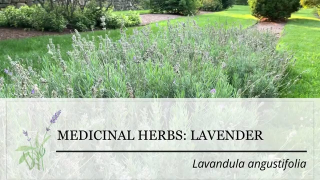 Lavender - YouTube