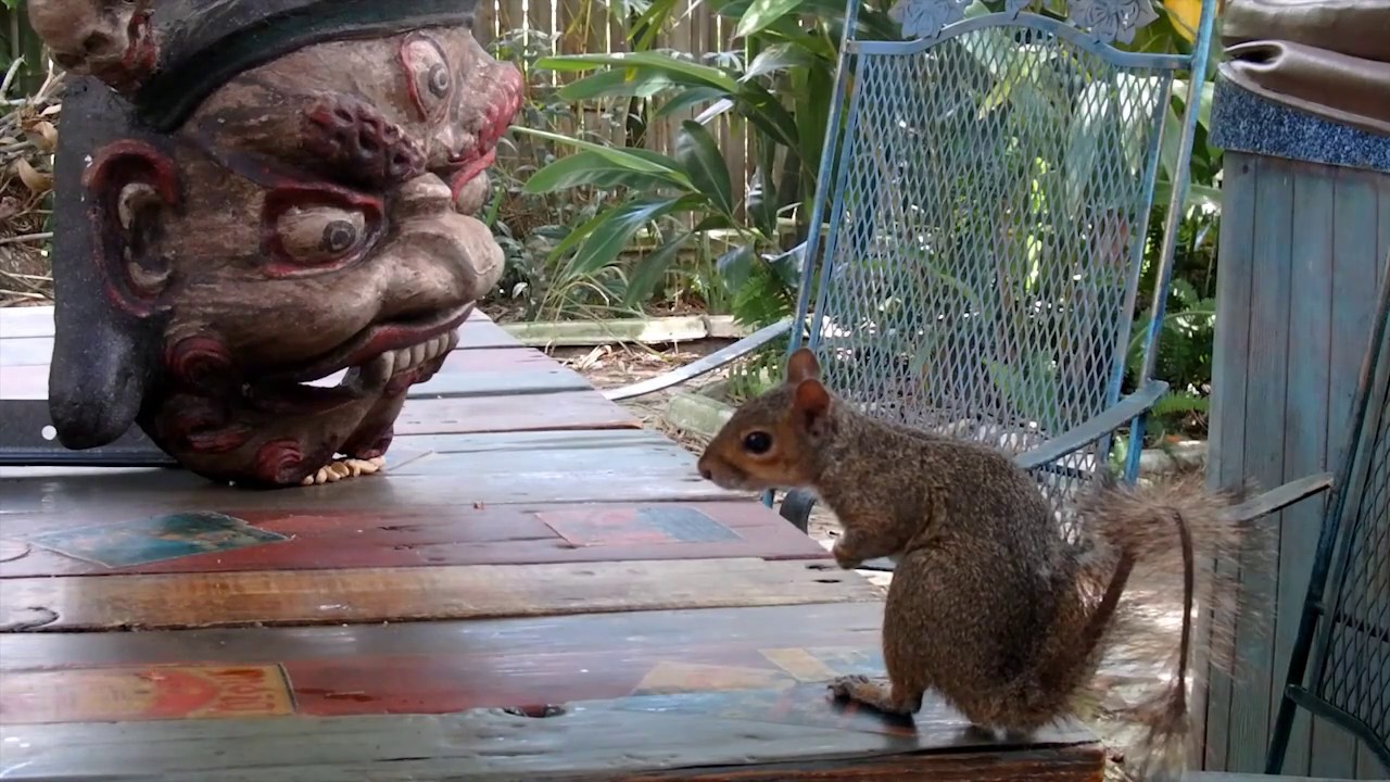 Squirrel vs angry god / mask - YouTube