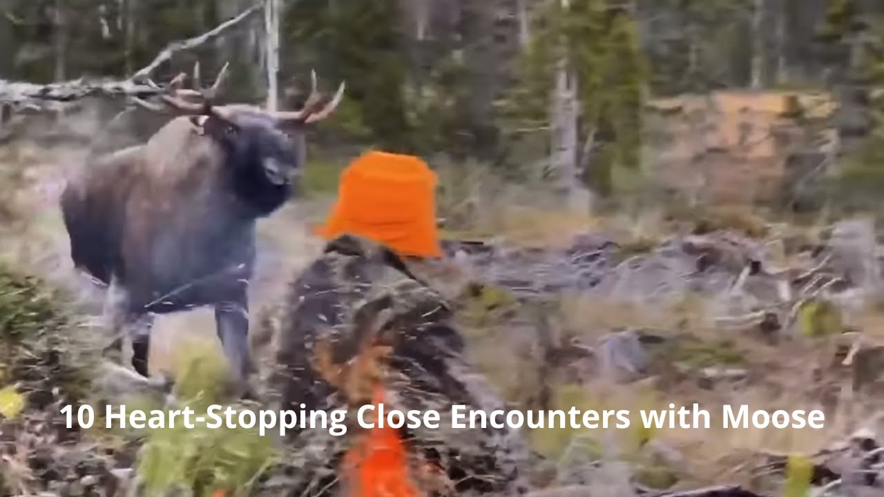 10 Heart-Stopping Close Encounters with Moose – Near-Death Experiences ...