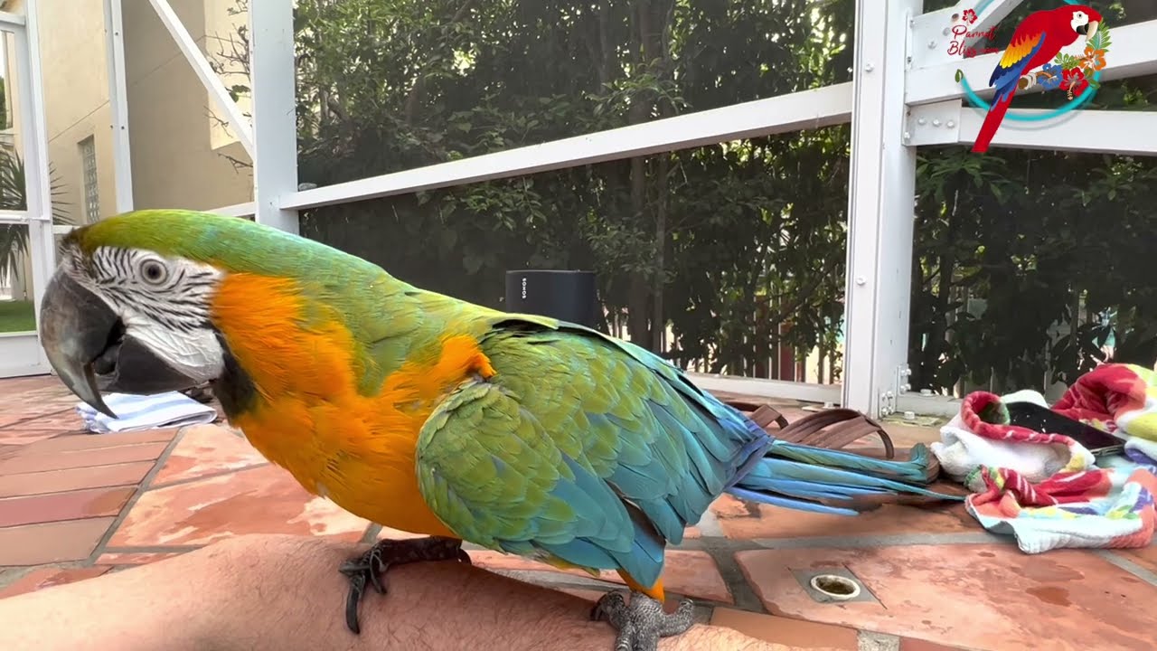 Beak: Scales, Trim & Vitamins - #parrot_bliss #parrot #parrotbeak # ...