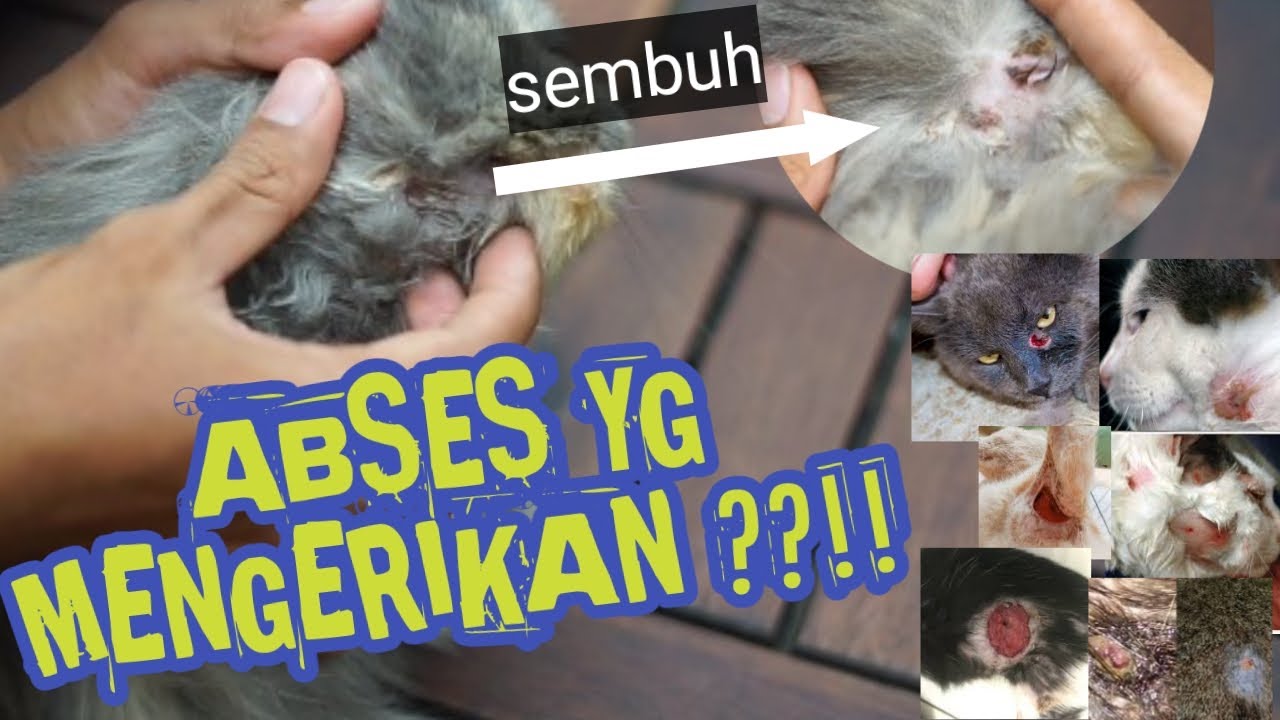 🌱🌼 MENGERIKAN !! PENYAKIT ABSES PADA KUCING || CARA MENYEMBUHKAN ABSES ...
