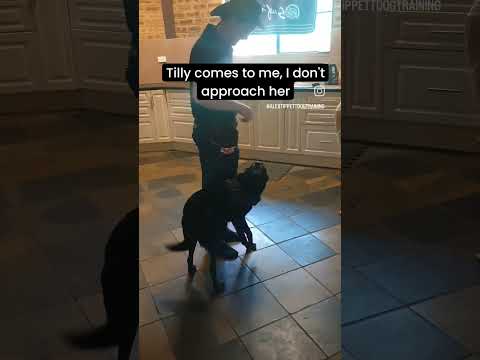 Positive harness training, outcome demonstration with Tilly. - YouTube