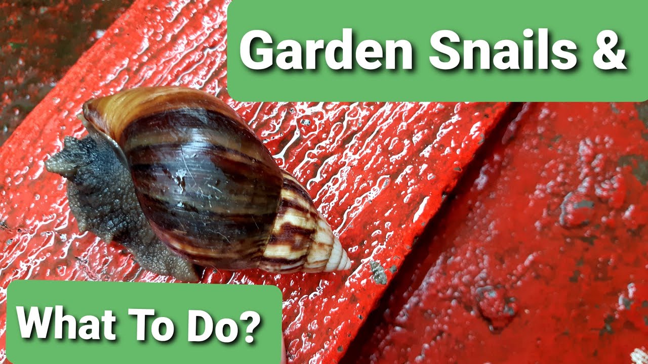 Garden Snails Guide | What to Do - YouTube