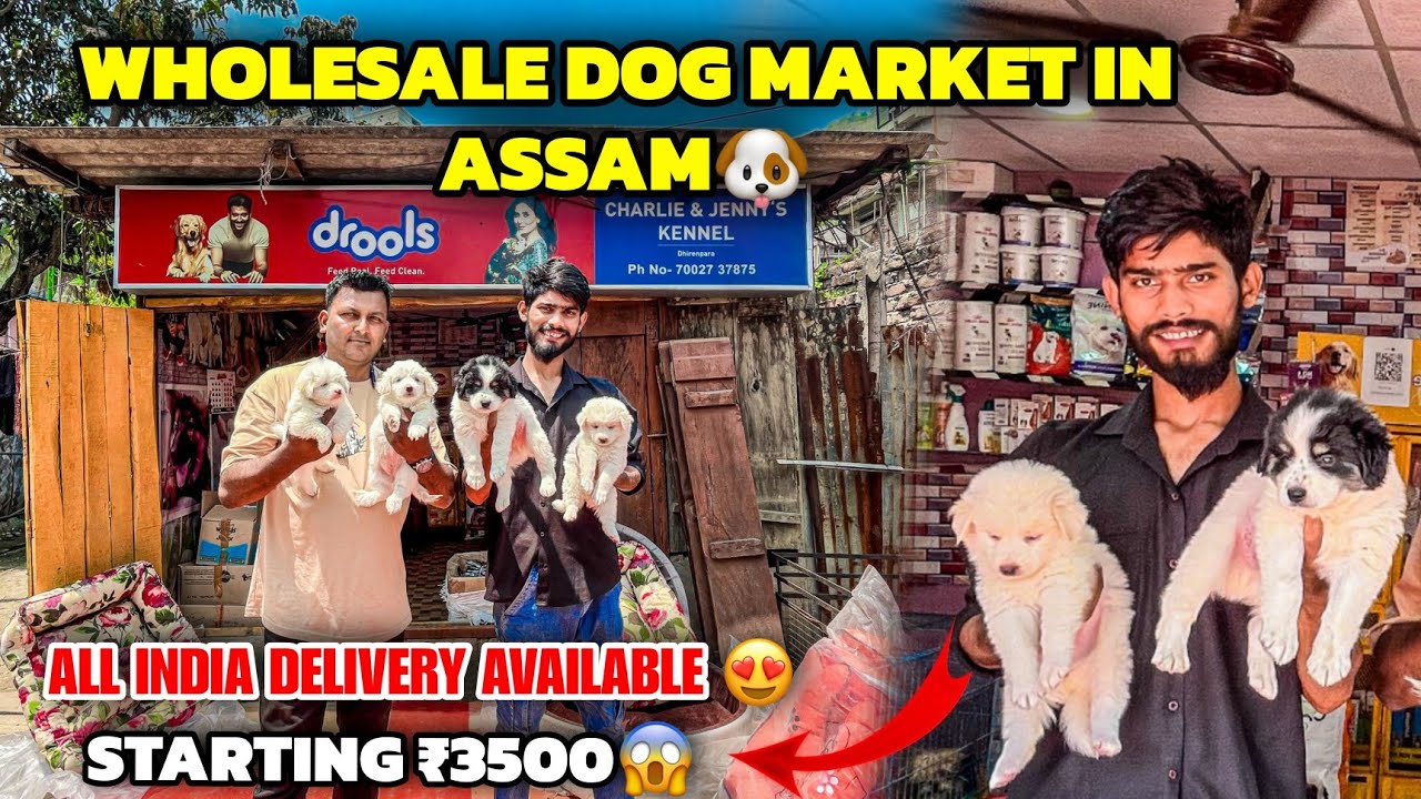 Wholesale Dog Market in Assam 🐶 Starting Price ₹3500😱 - YouTube