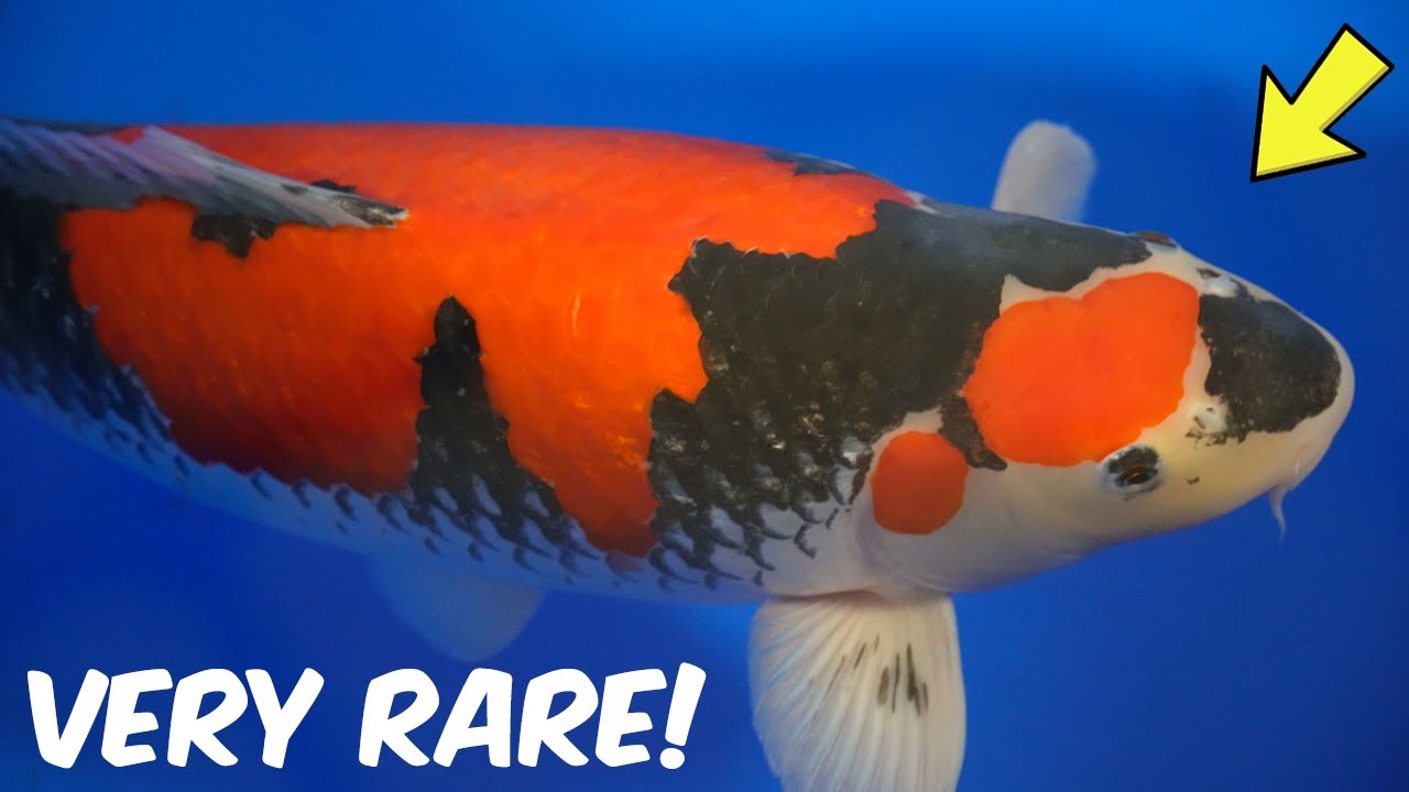 Very Rare Ochiba and Goshiki Koi Fish! **Sakura Prize Winners** - YouTube