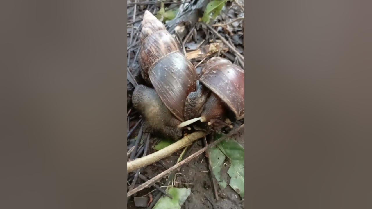 This Is How These Shells Have Sexso They Multiply Quickly Shortvideo Viralshorts Asmr Youtube