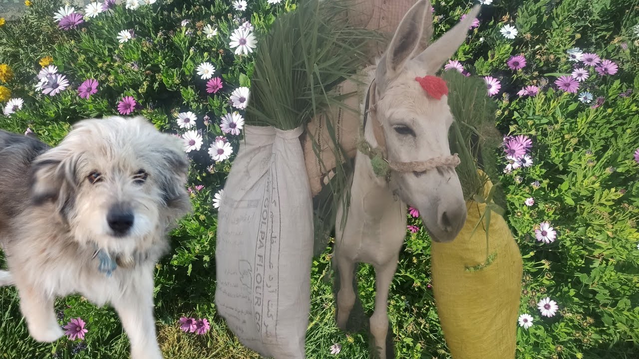 Rural Village of Iran:Amazing Donkey Riding - YouTube