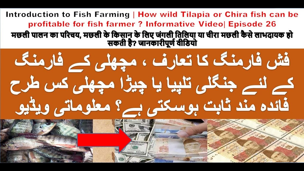 Introduction to Fish Farming, How wild tilapia or chira fish is ...