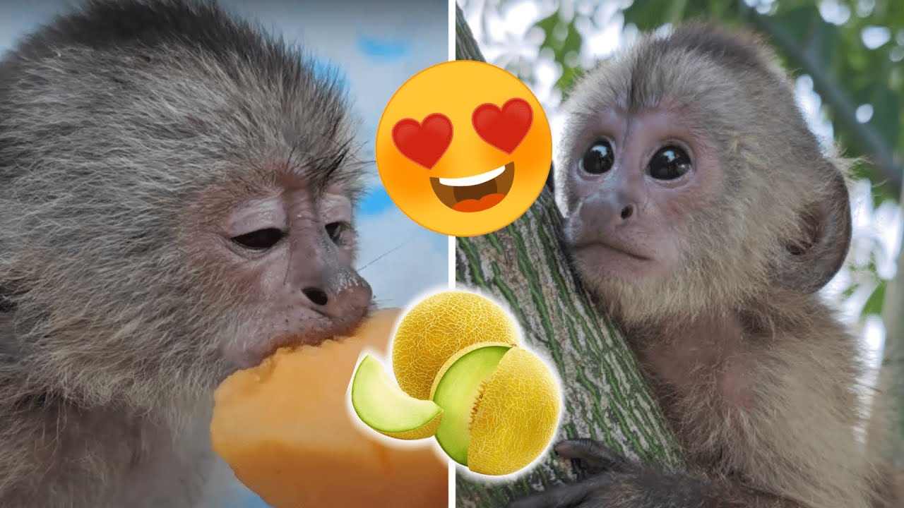Super cute! Kuky monkey and baby Marco eat fruit and play together in a ...
