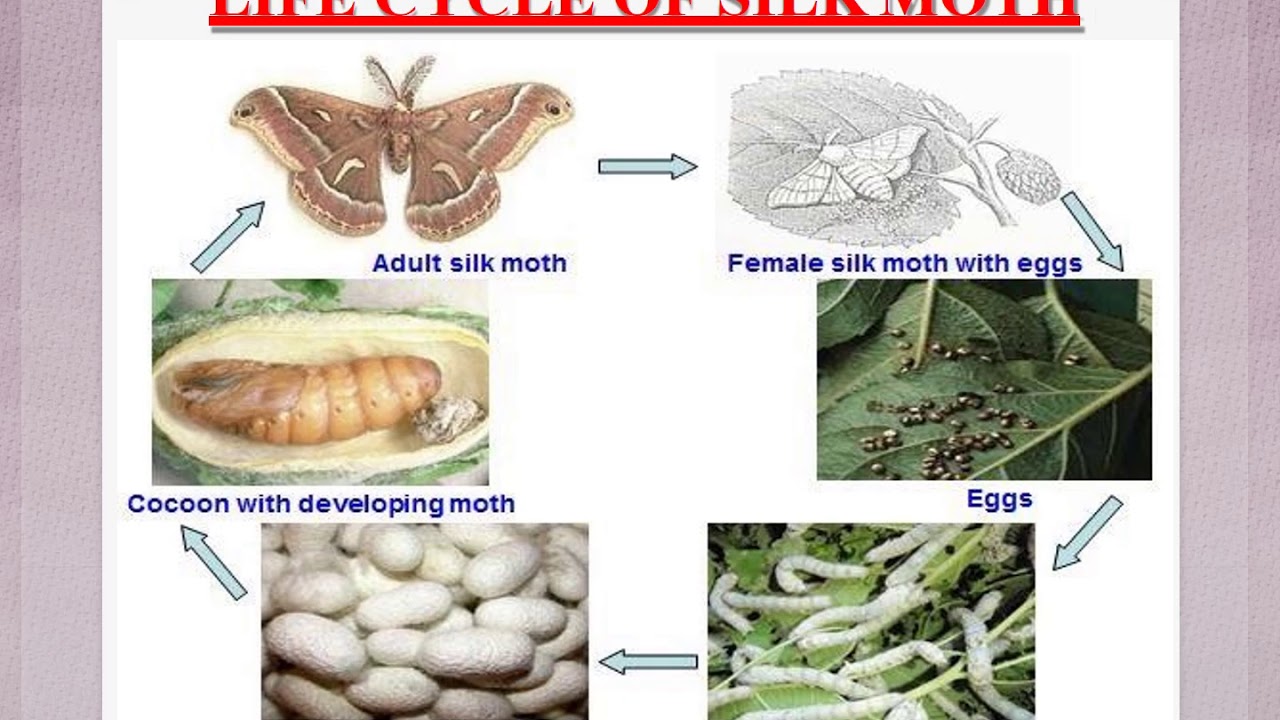 CLASS 7th Science CHAPTER 3 FIBRE TO FABRIC PART 2 YouTube class-7th-science-chapter-3-fibre-to-fabric-part-2-youtube