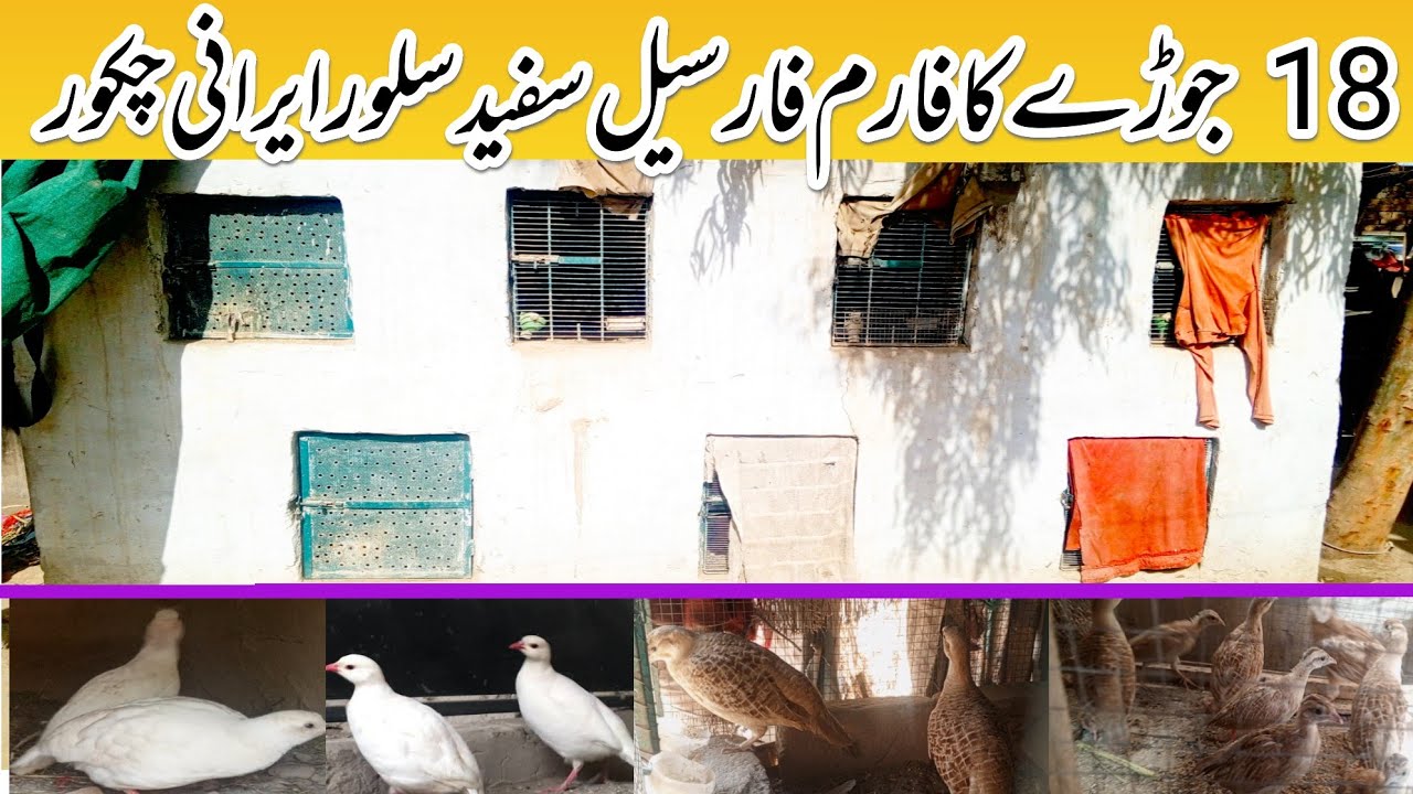 Teetar Farming || teetar breeding setup || irani teetar chicks || white ...