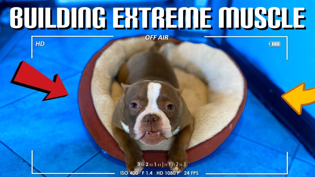 How to put EXTREME MUSCLE on your AMERICAN BULLY/EXOTIC BULLY/MICRO ...