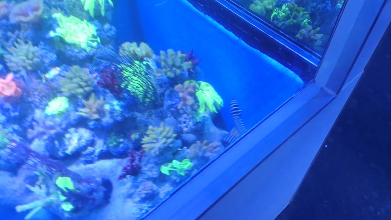 One eyed zebra eel in the shark tank - YouTube