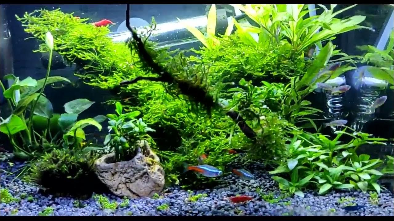 Nano akvarij rainbow fish i kozice - YouTube