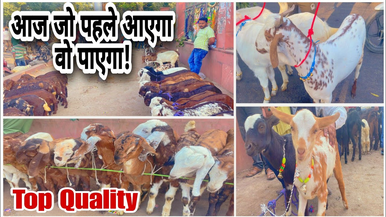 Bakra Mandi Lucknow 🔴 | Top Quality Rajasthani Goats | 05 Mar, 2023 ...