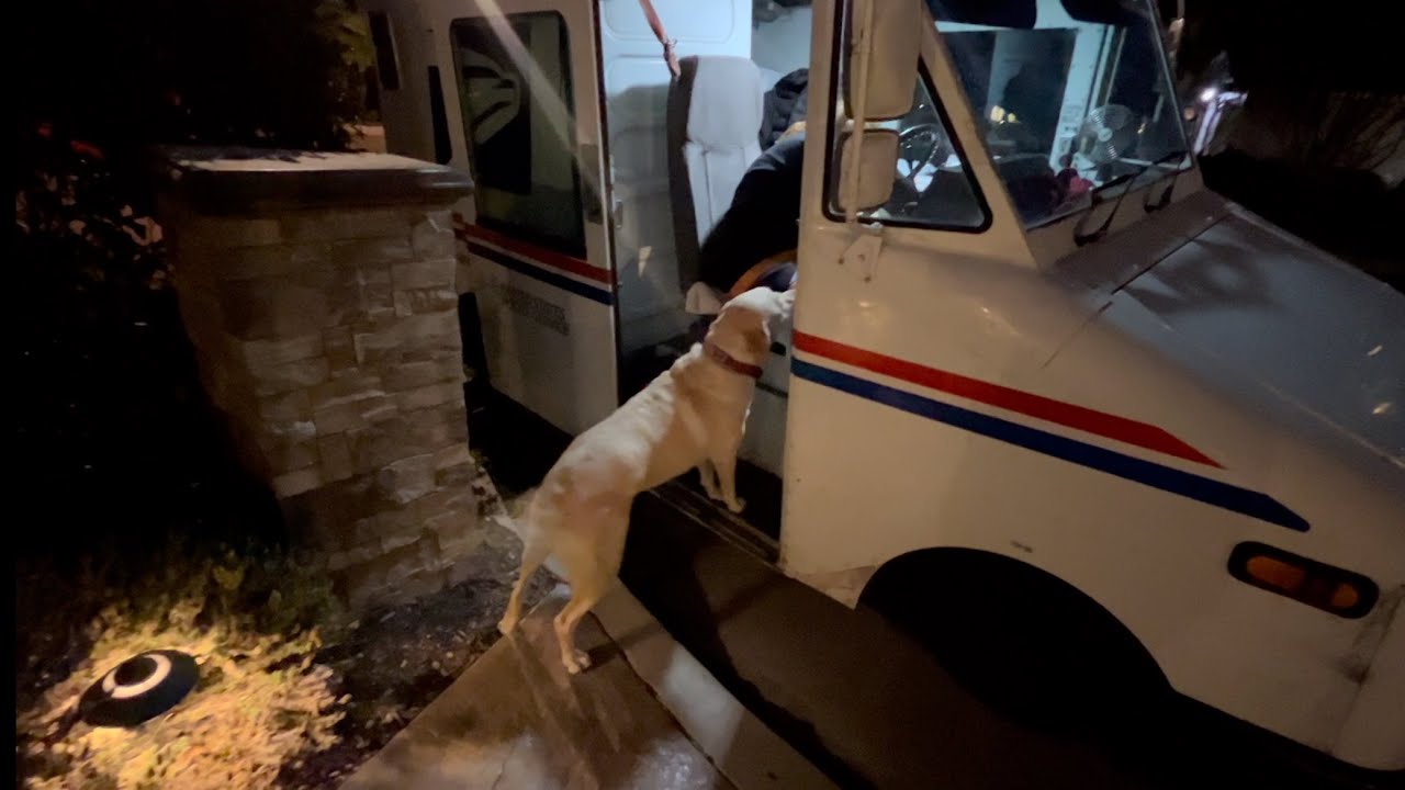 Labrador Retriever Waits All Night To Receive The Mail From USPS Mail ...