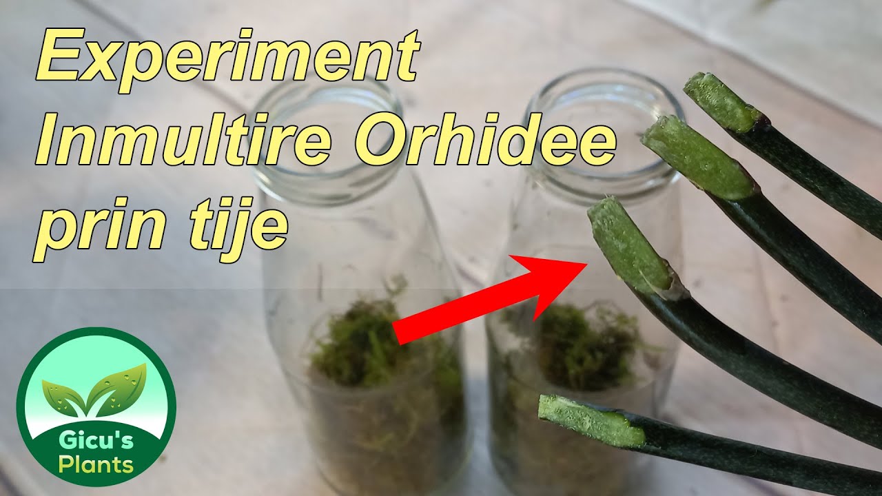Experiment - Inmultire orhidee prin tije - YouTube