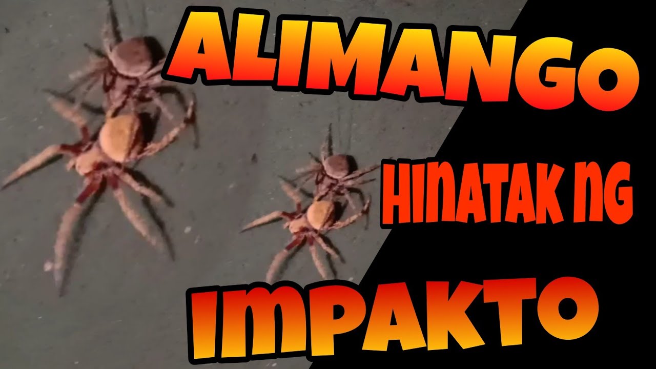 Halos Alimango na ang Laki ng kinalaban kong Gagamba | YT VIDEO TO ...