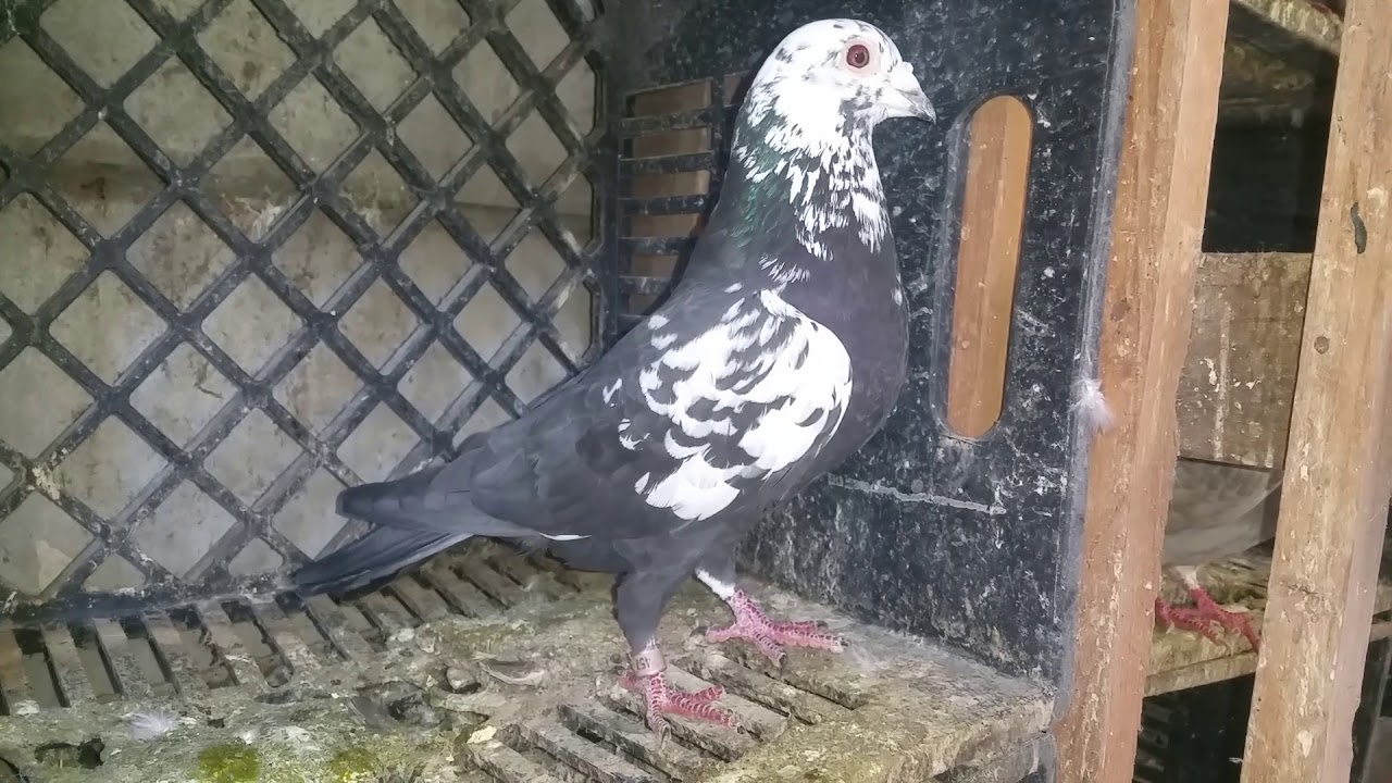 Rare colour racing pigeon Lottering Loft - YouTube