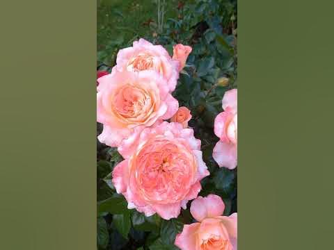 Роза Самаритан. - YouTube