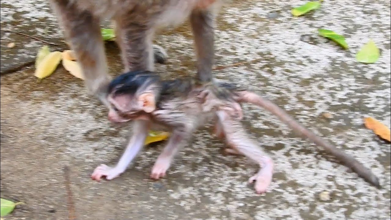Very weak tiny baby monkey LILY when baby leaning to walk - YouTube