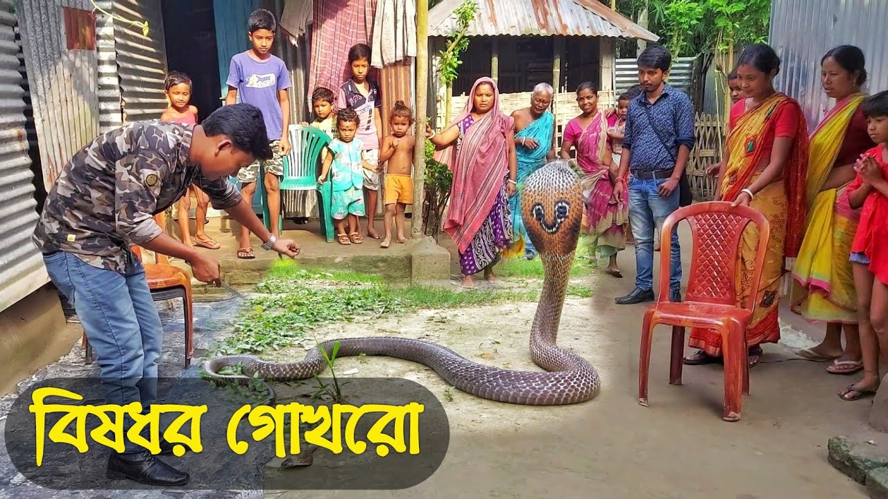 বিষধর গোখরোর রাগ দেখুন || Spectacled Cobra || PrAtik Sarkar - YouTube