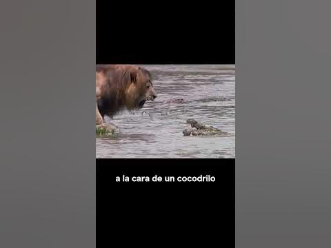 León vs Cocodrilo #shorts #animalessalvajes #leones - YouTube