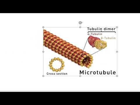 Cell Structure and Function Class 11 Part 17 ,Cytoskeleton, Explained ...