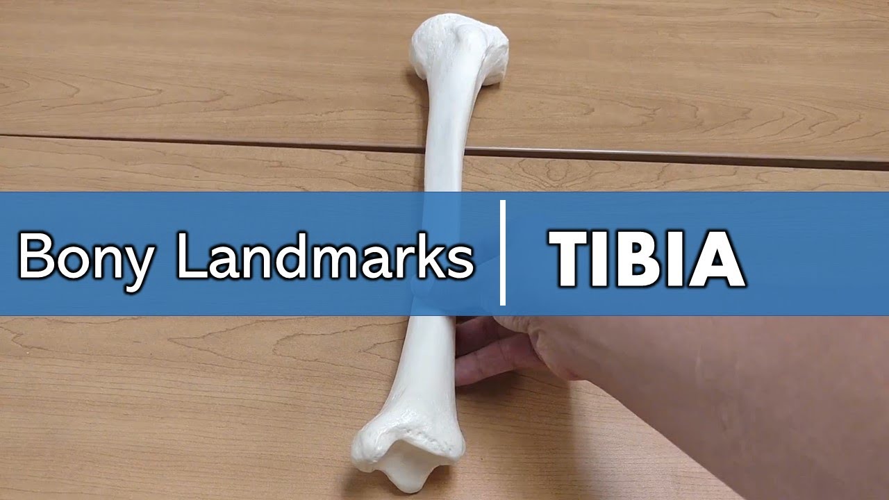bony landmarks of the tibia - YouTube