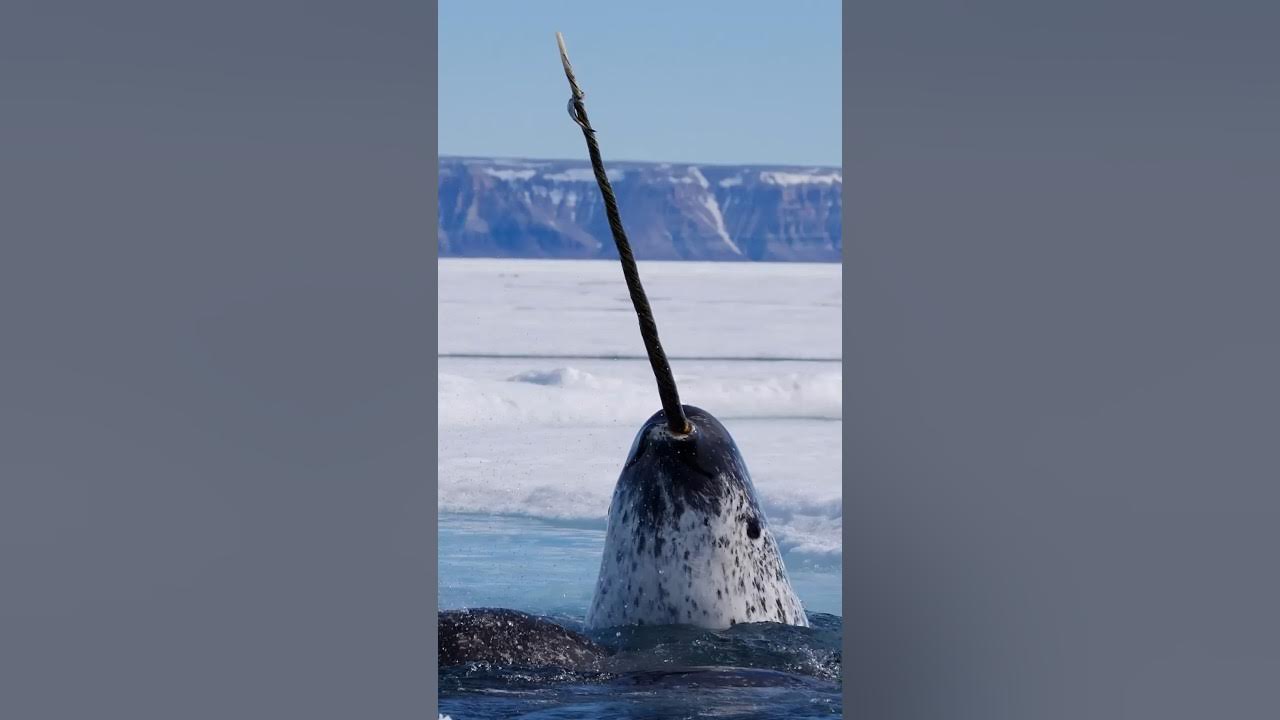 Narwhals: The Real-Life Unicorns of the Ocean! - YouTube
