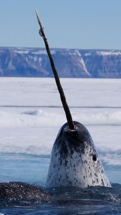 Narwhals: The Real-Life Unicorns of the Ocean! - YouTube