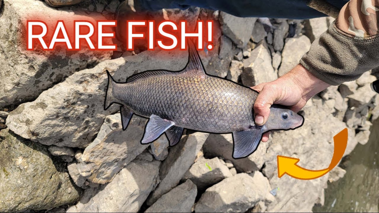 This URBAN SPILLWAY Held a RARE FISH!! - YouTube