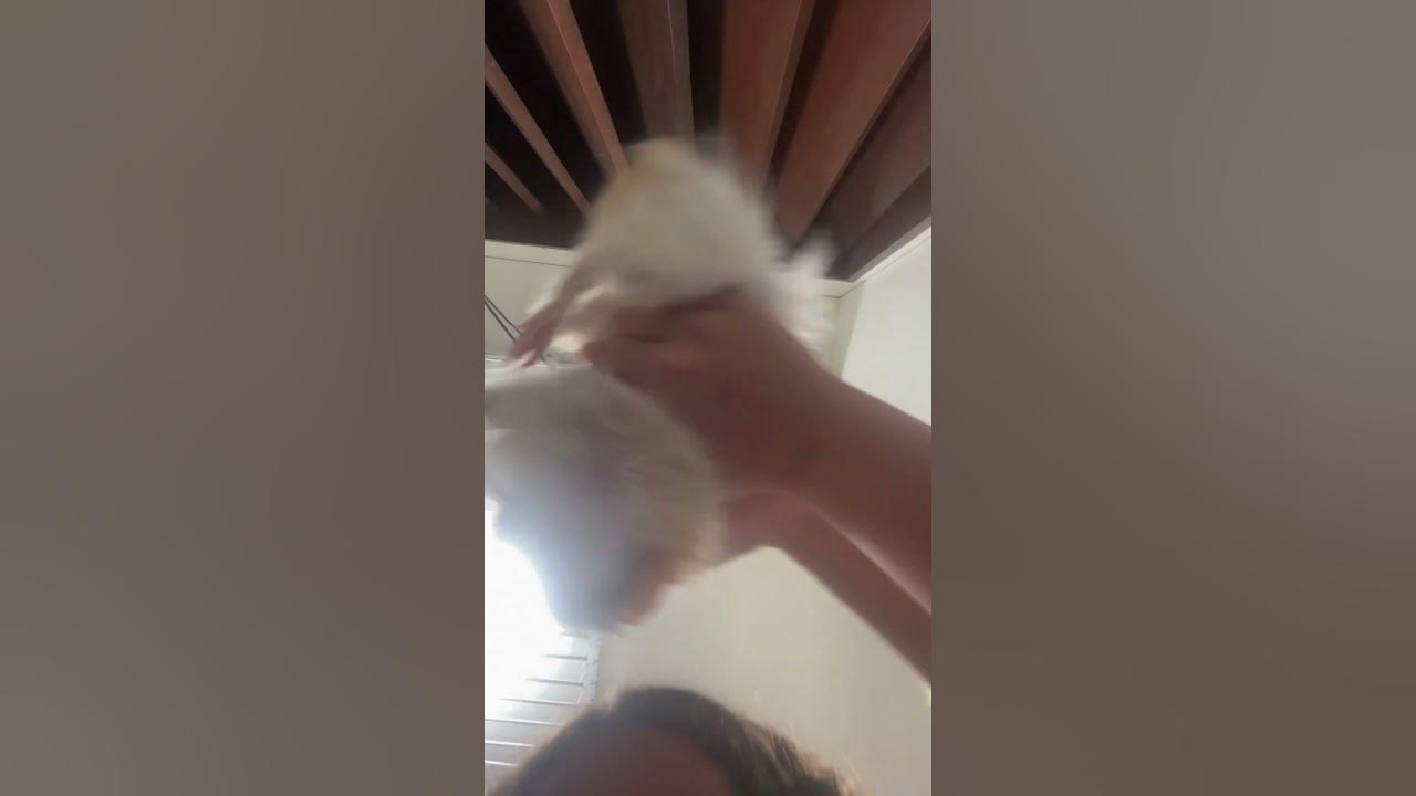 Q fofo ️ - YouTube