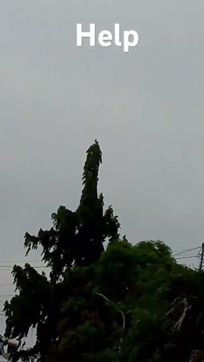 Lepidodendron Tree Meme Youtube