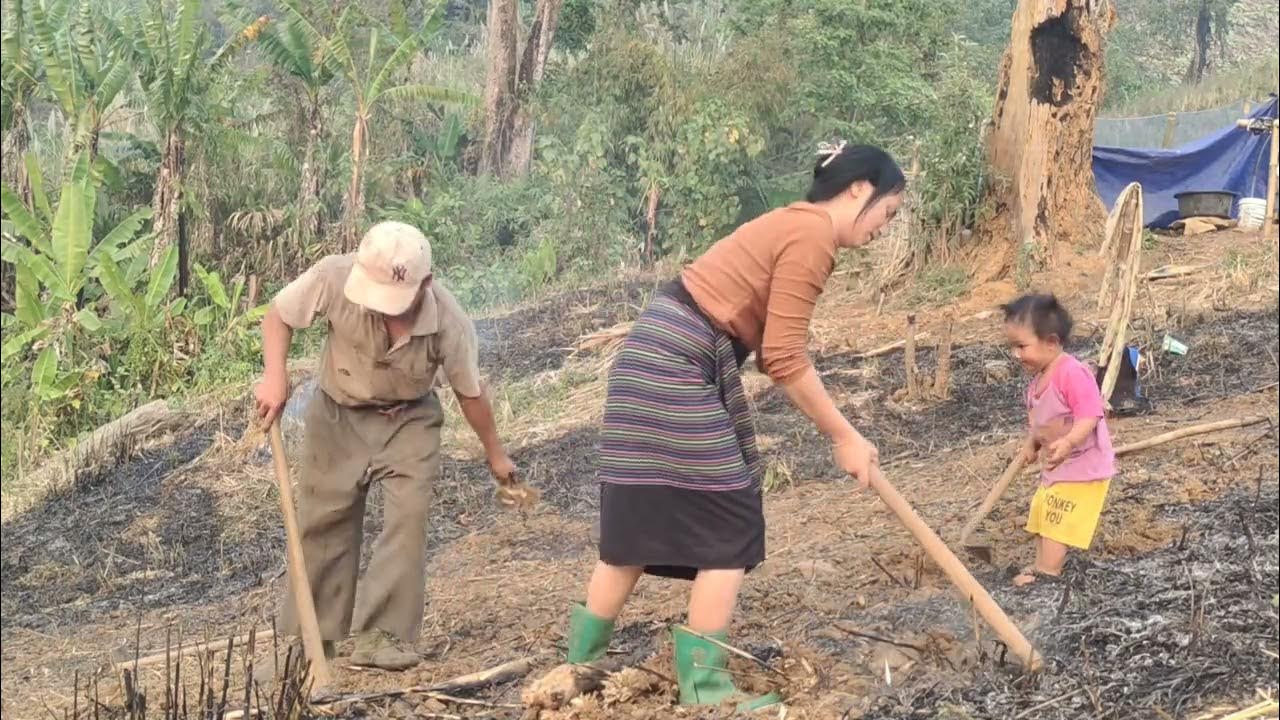 Daily life,Saib ob niam txiv hmoob toj siab no ua teb os,ทำงาน ทุกวัน - YouTube