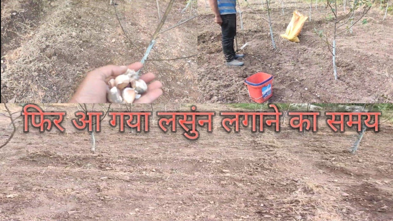 lahsun ki kheti #how to grow garlic from seed - YouTube