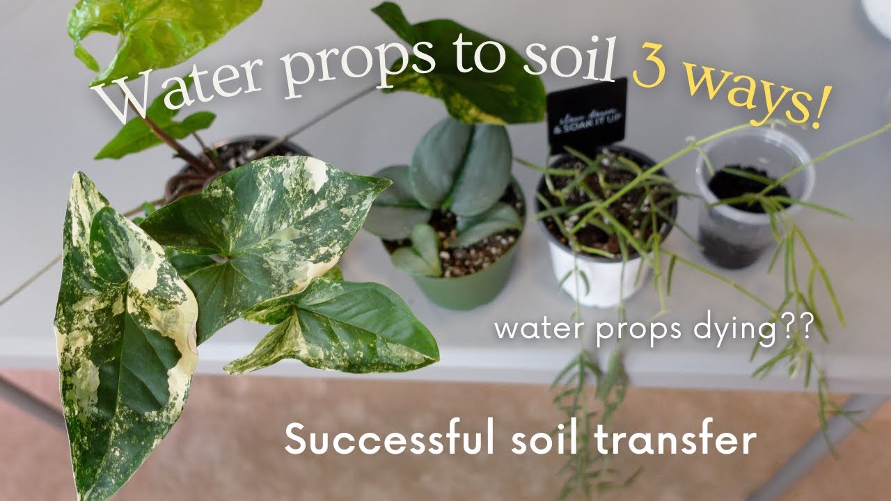 How to transfer WATER propagations to SOIL successfully 3 different ...
