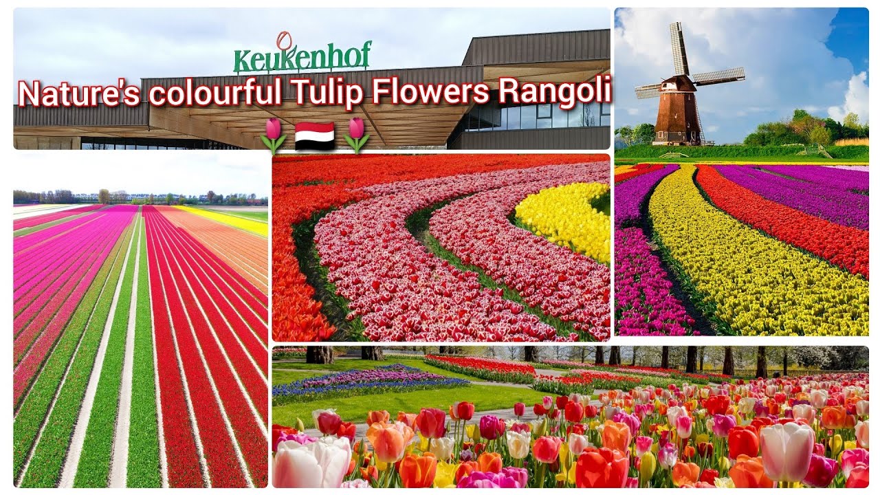 Nature's colourful Tulip Flowers Rangoli🌷🇾🇪🌷#keukenhof #netherlands # ...