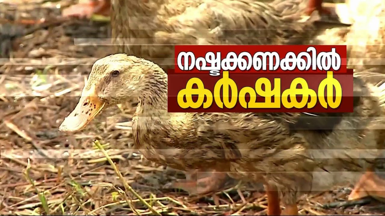 മുട്ടയുമില്ല താറാവുമില്ല; പ്രതിസന്ധിയിൽ കുട്ടനാടി ന്റെ സമ്പത്ത് ...
