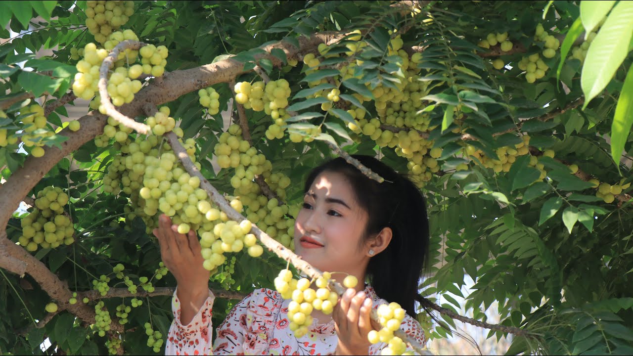 Goose Berry Fruits - Goose Berry Fruit Recipe - Prepare by Countryside ...