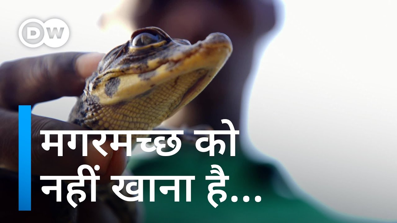 बुशमीट पर रोक लगाने की चुनौती [Battling the bushmeat trade in Liberia ...