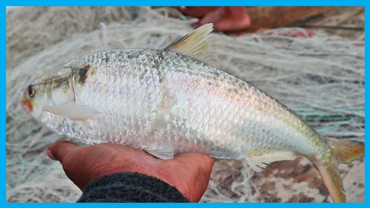 Amazing Fast Hilsa Fishing Skill- Catching Hilsa Fish Big on the Sea ...