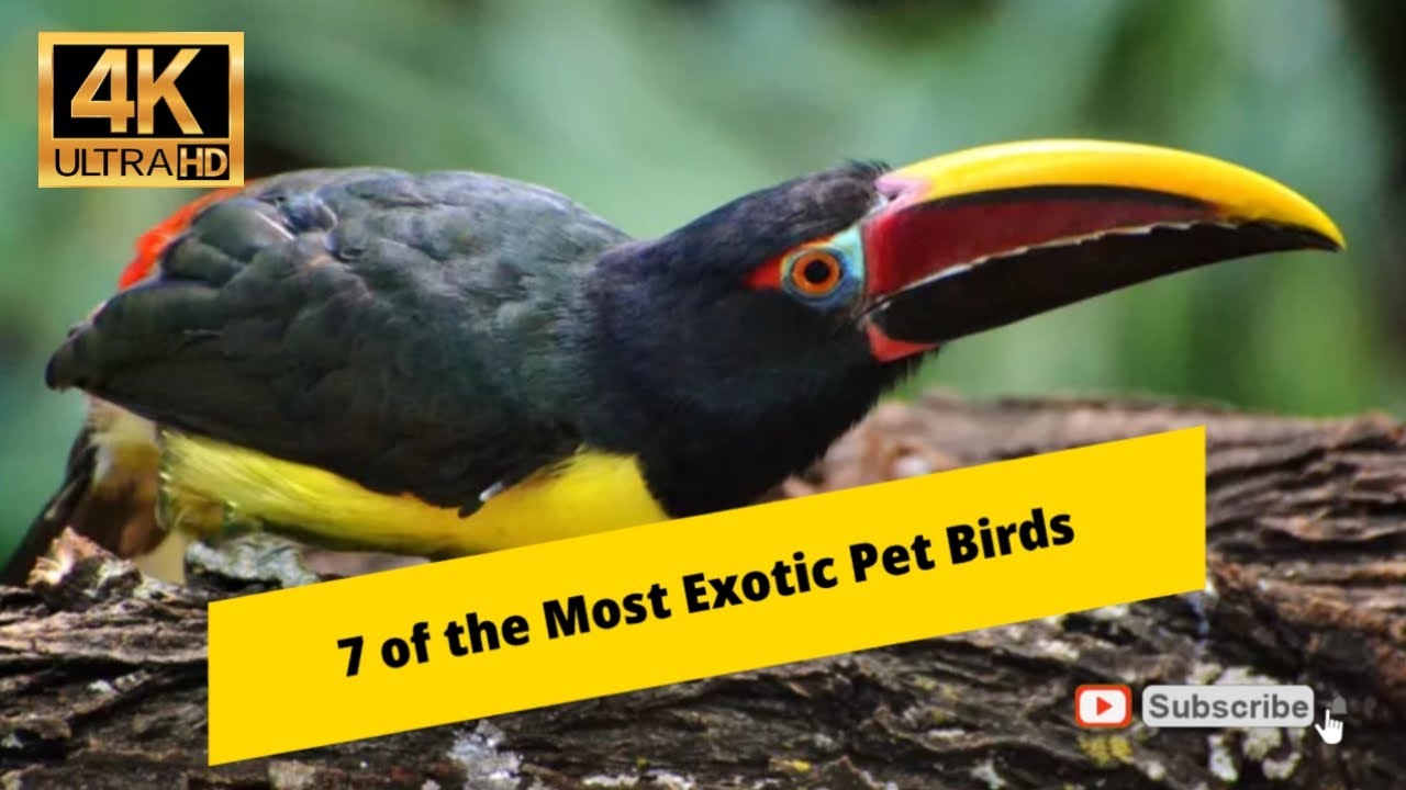 7 of the Most Exotic Pet Birds 4K - YouTube