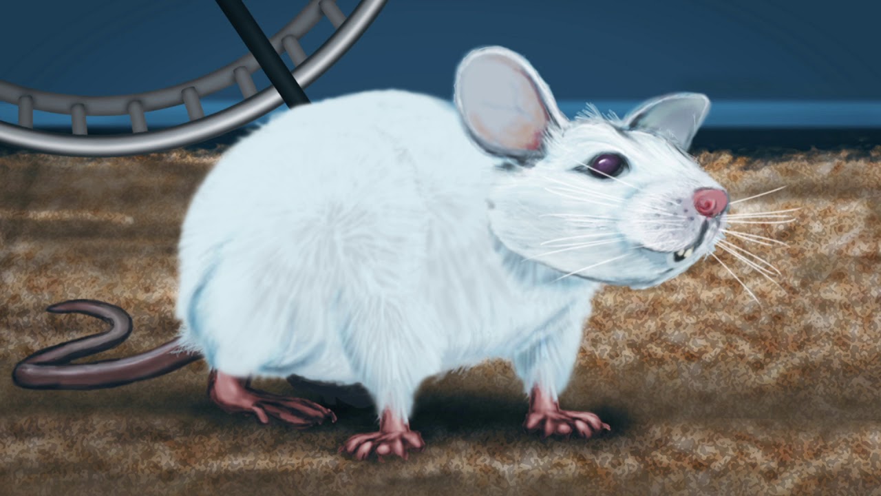 Passive Vaping: A guide for parrots - YouTube