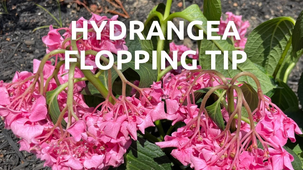 Hydrangea Flopping Tip - Kelly Lehman - YouTube